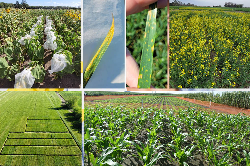 AMBAU AGRONEGOCIOS JUNIN